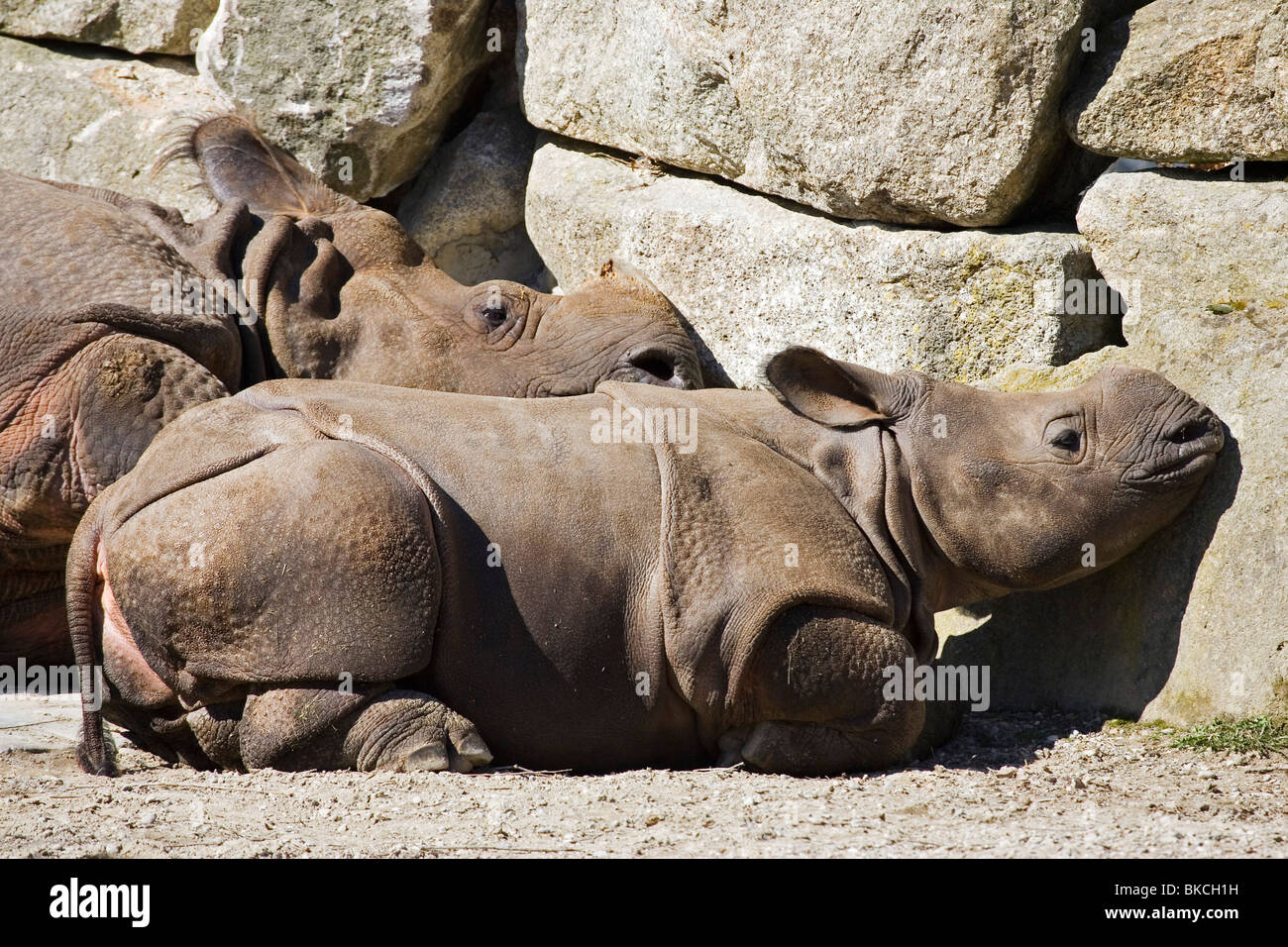 great one-horned rhinoceroses Stock Photo - Alamy