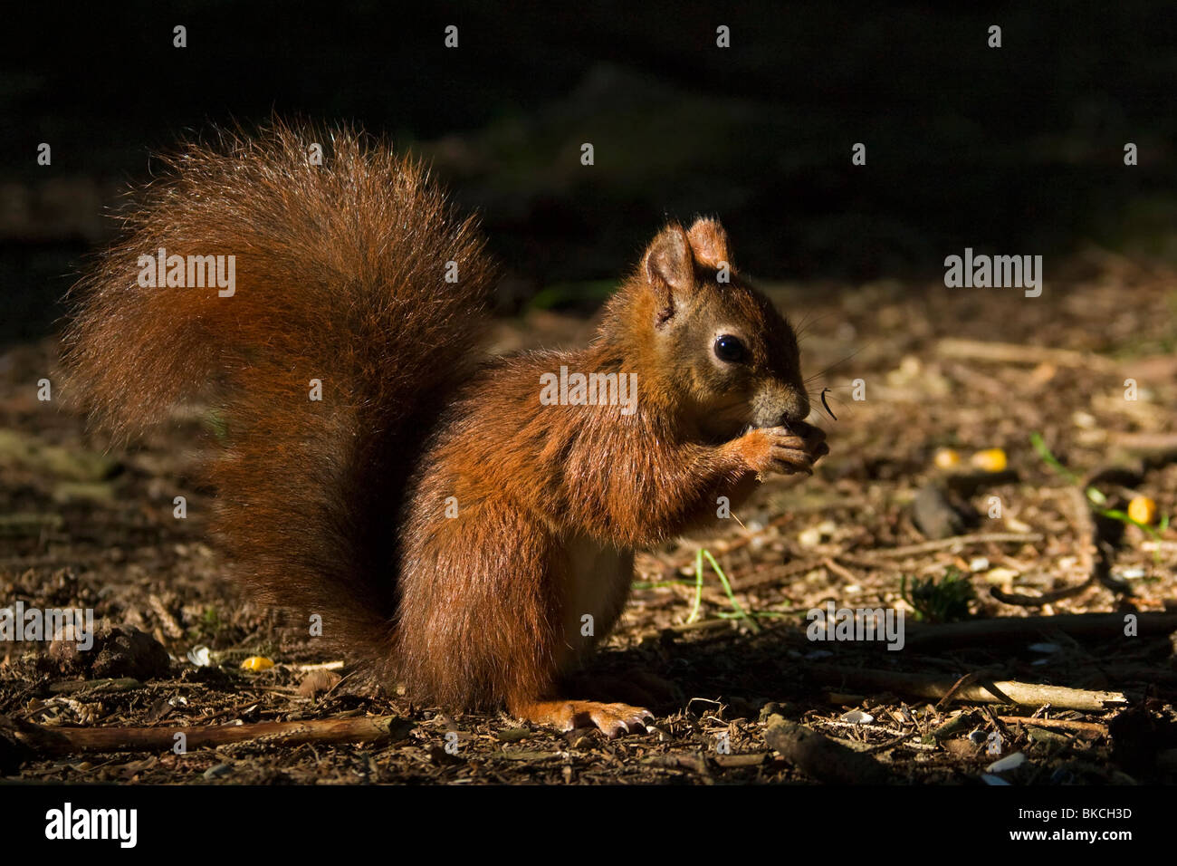 Squirrel squirrels hi-res stock photography and images - Alamy
