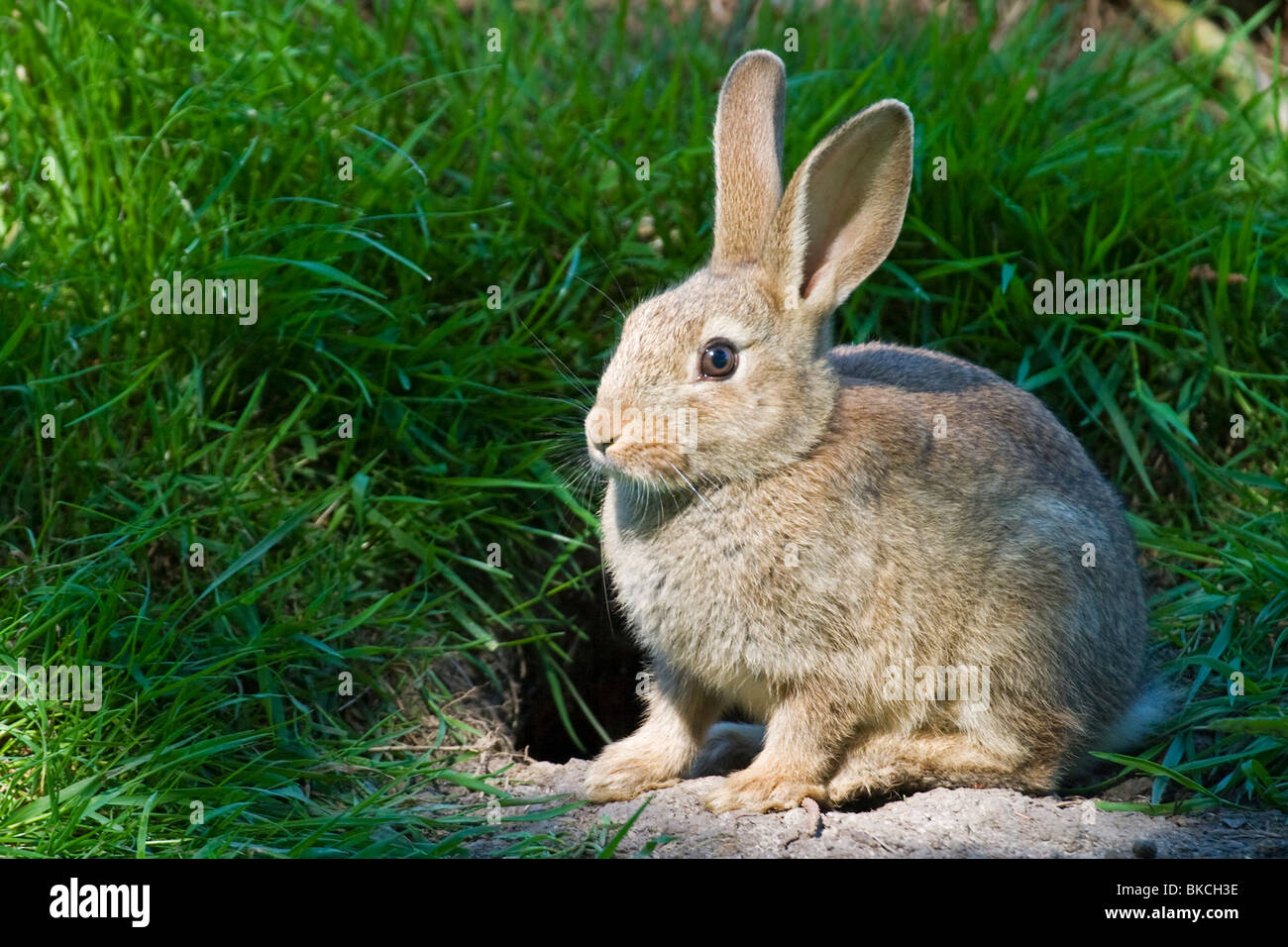 Rabbit burrow adult hi-res stock photography and images - Alamy