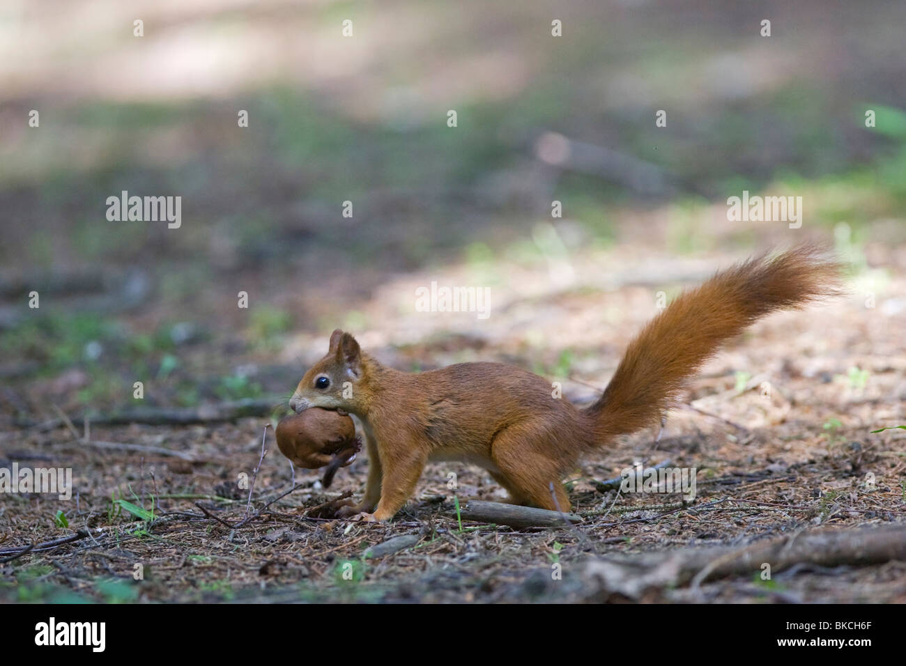 Baby red squirrel hi-res stock photography and images - Alamy