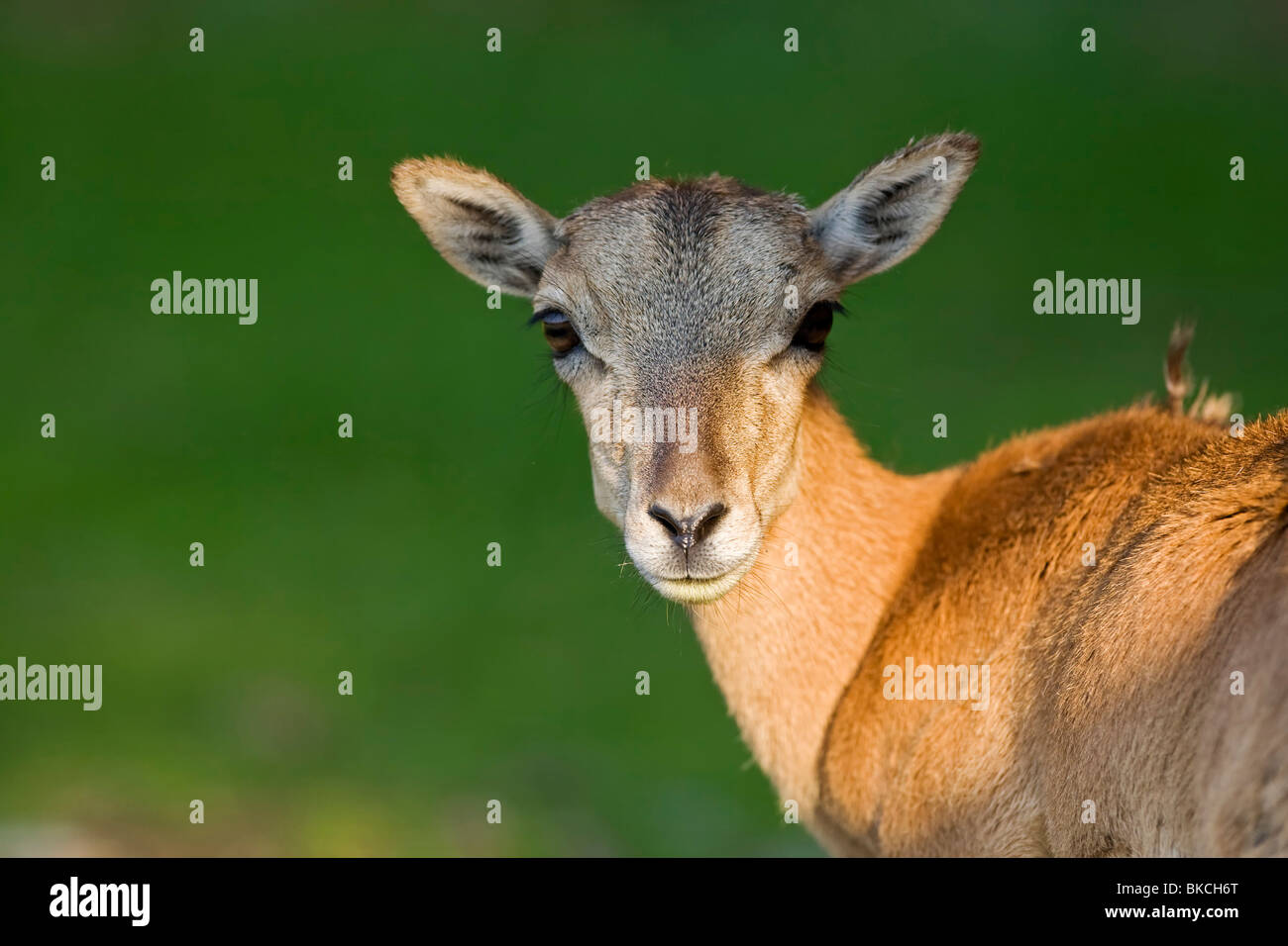 Mouflon hi-res stock photography and images - Alamy
