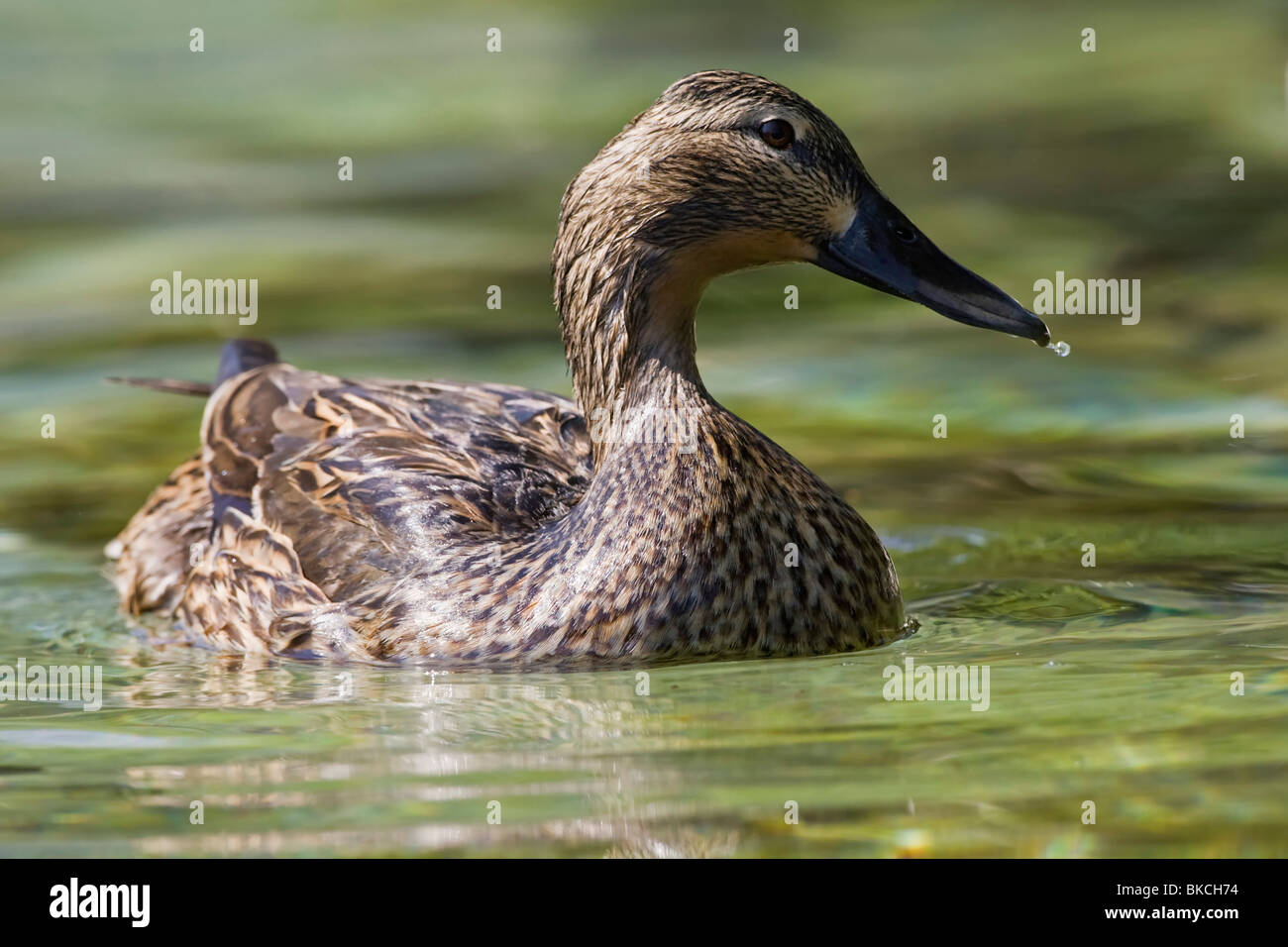 Mallard lakes hi-res stock photography and images - Alamy