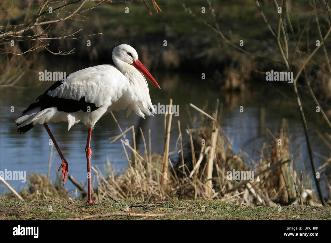 Stork walk hi-res stock photography and images - Alamy