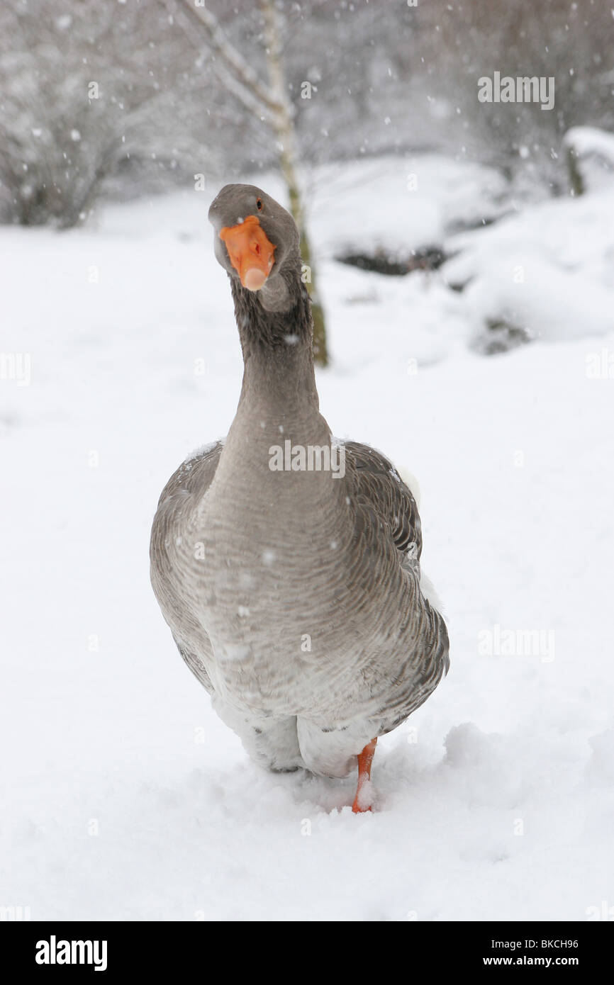 Snowy goose hi-res stock photography and images - Alamy