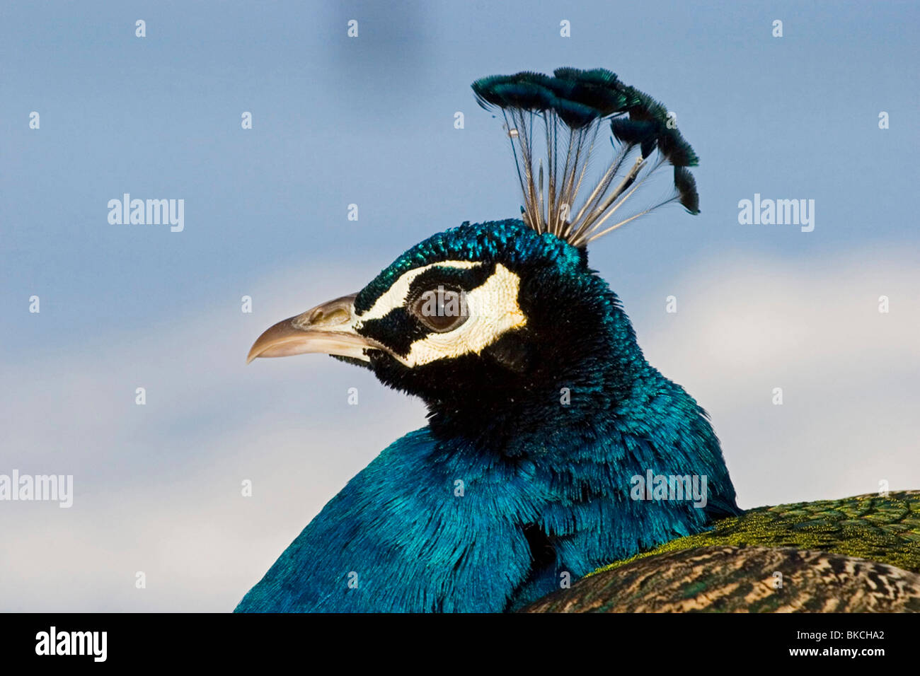 Common indian peafowl hi-res stock photography and images - Alamy