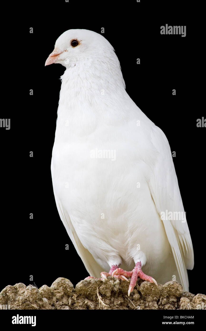 White single pigeon hi-res stock photography and images - Alamy
