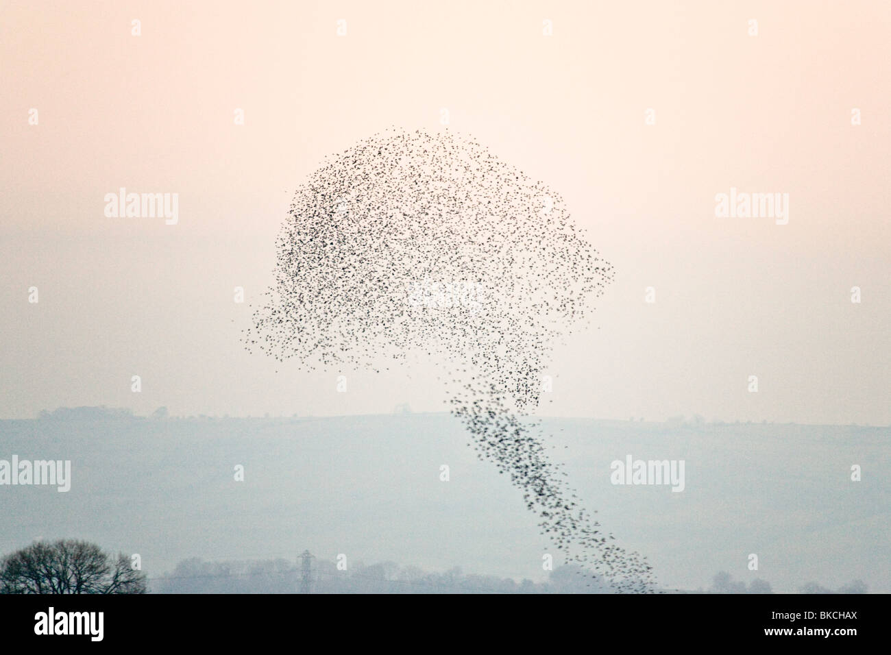 Collection of starlings hi-res stock photography and images - Alamy