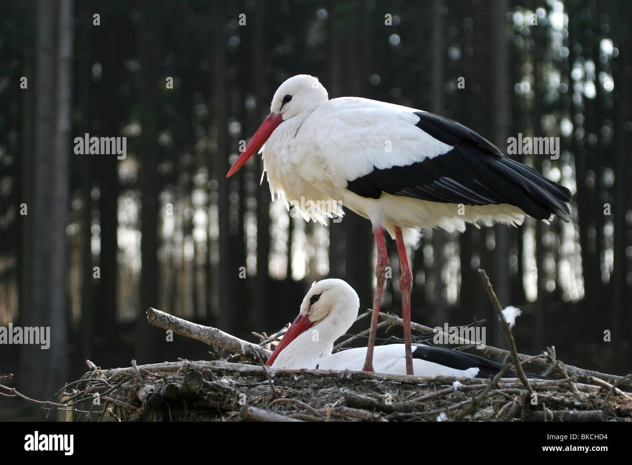 Stork nests lying hi-res stock photography and images - Alamy
