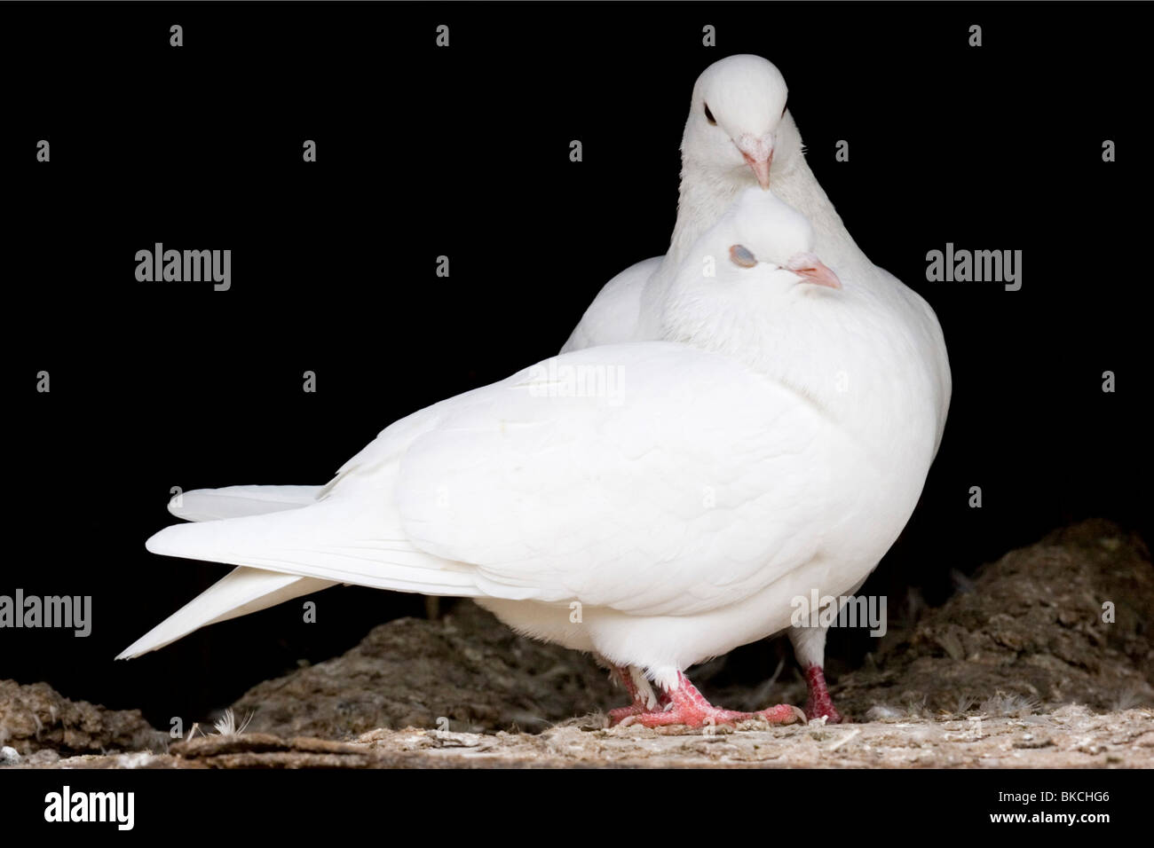 White pigeons hi-res stock photography and images - Alamy