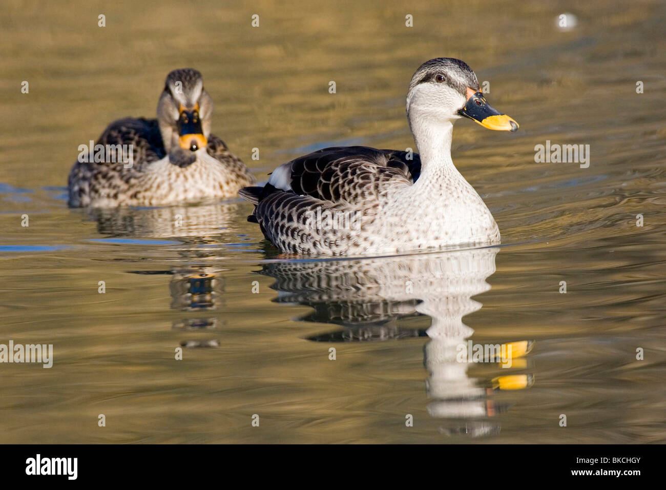 Pair of canards hi-res stock photography and images - Alamy
