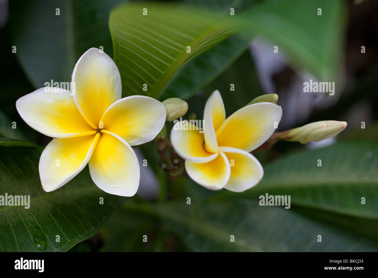 Common frangipani hi-res stock photography and images - Alamy