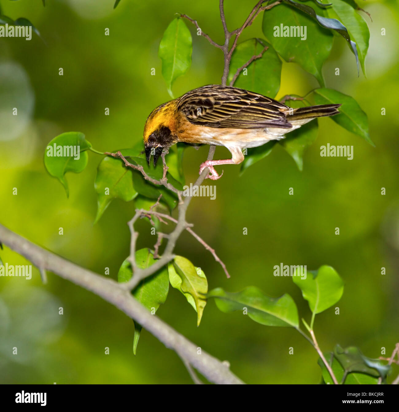 Male Weaver Bird High Resolution Stock Photography and Images - Alamy