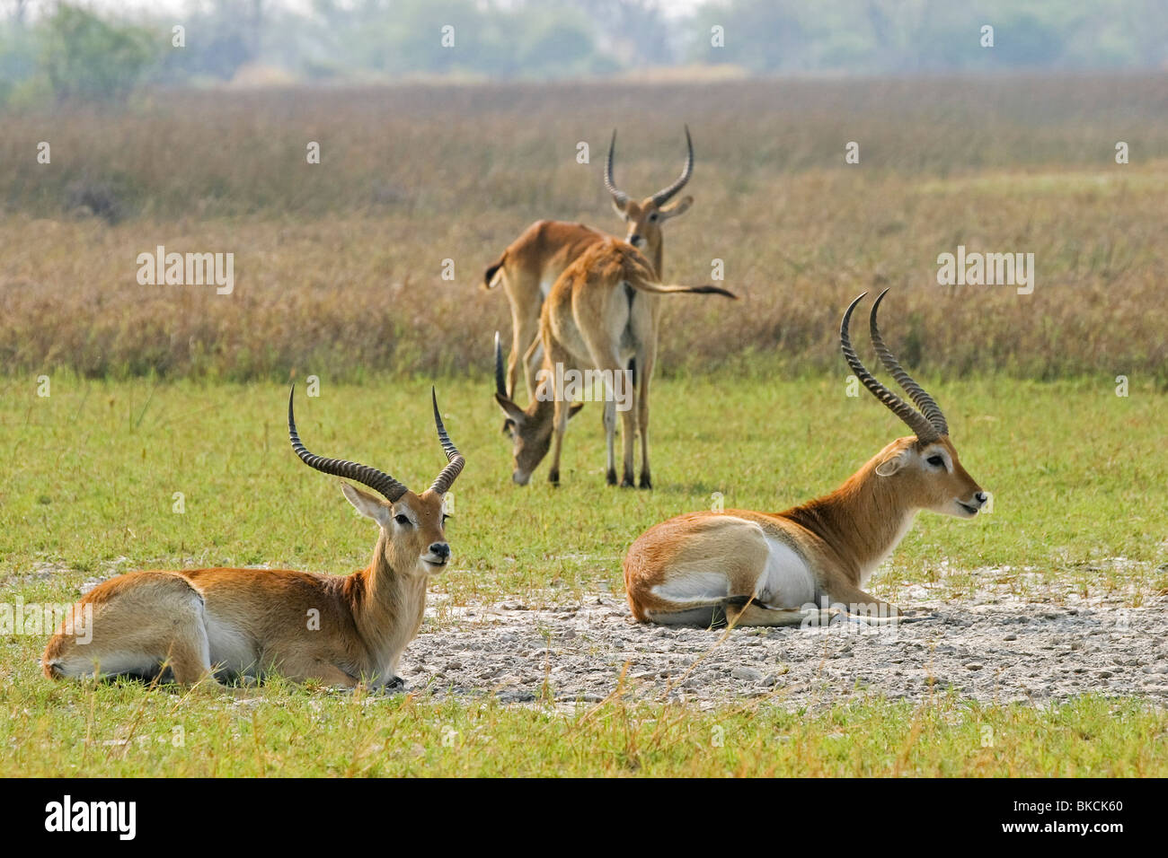 Group of antelopes hi-res stock photography and images - Alamy