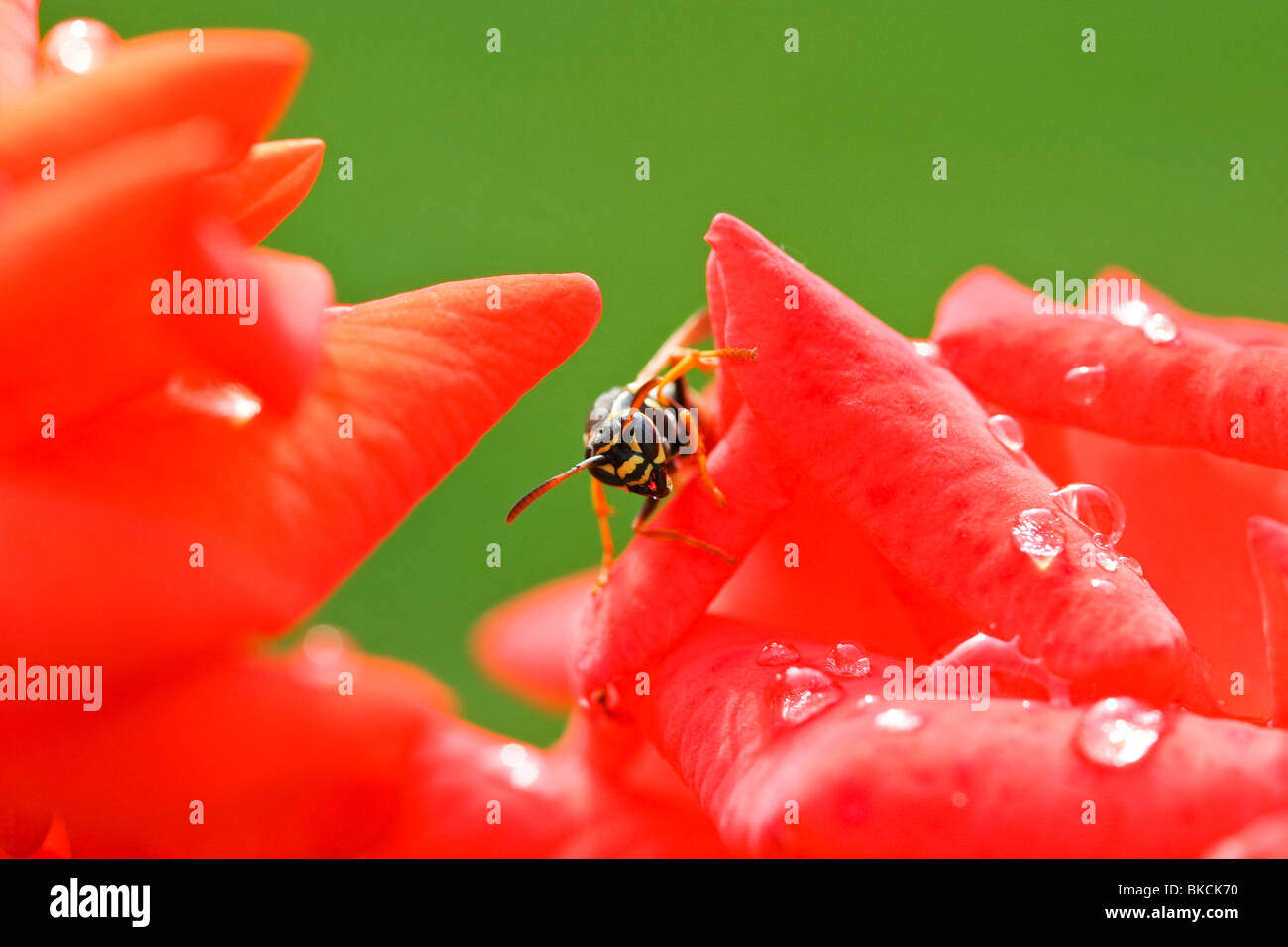 Wasp wasps hi-res stock photography and images - Alamy
