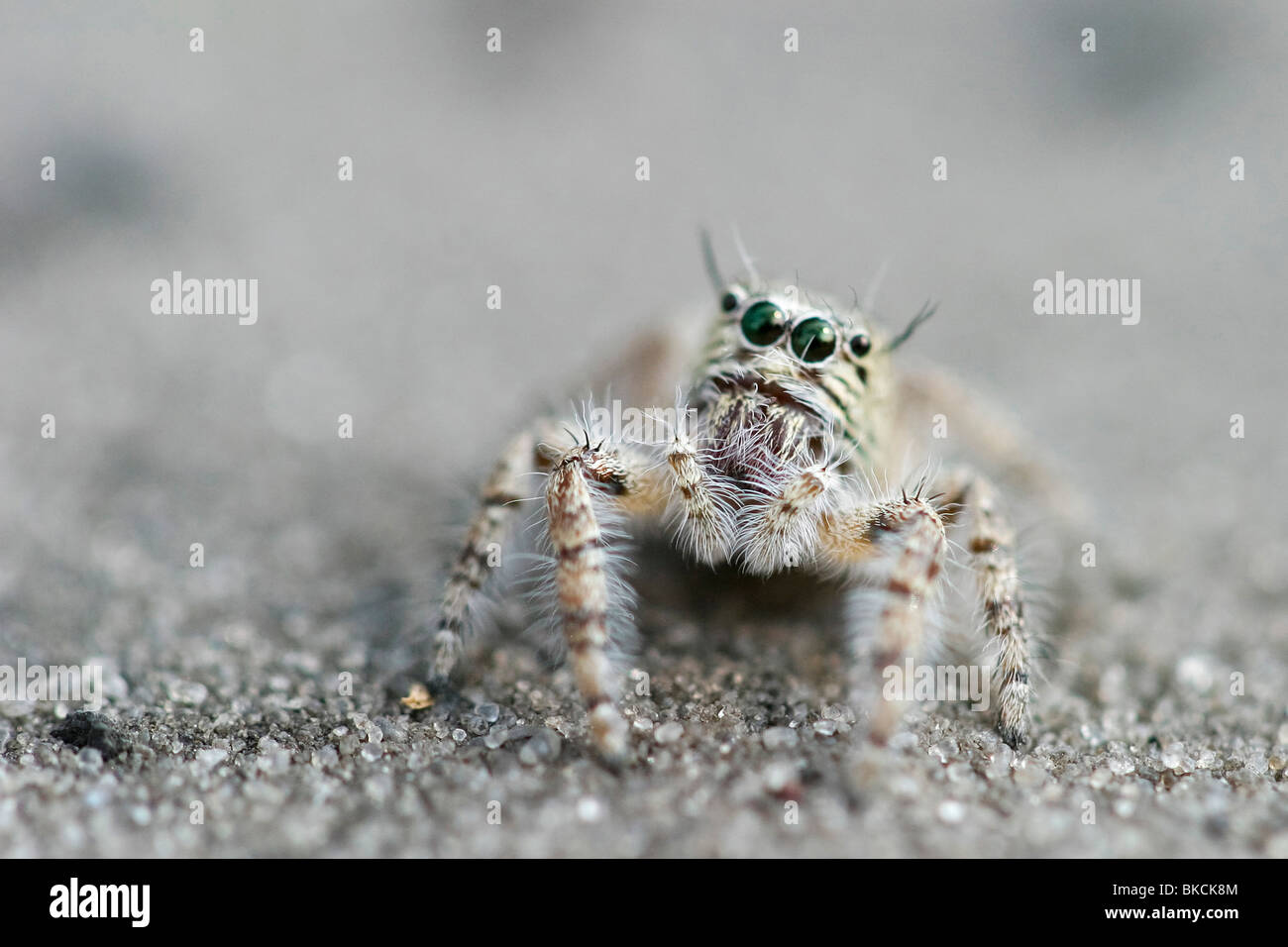 Araneomorphae spiders hi-res stock photography and images - Alamy