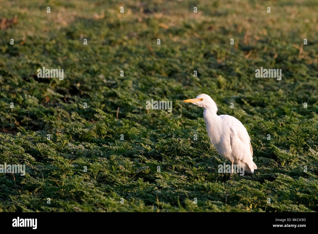 Landscape format cattle egret hi-res stock photography and images - Alamy