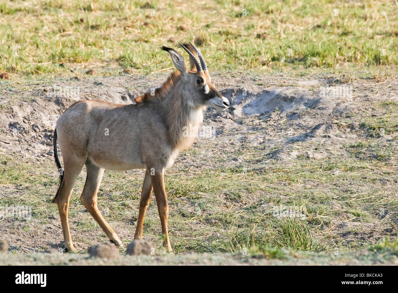 Antelope side view hi-res stock photography and images - Alamy