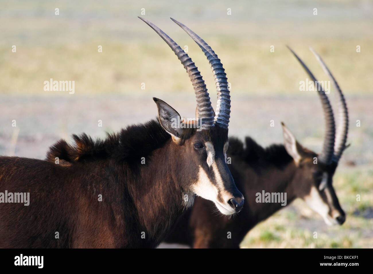 Portraits sable hi-res stock photography and images - Alamy