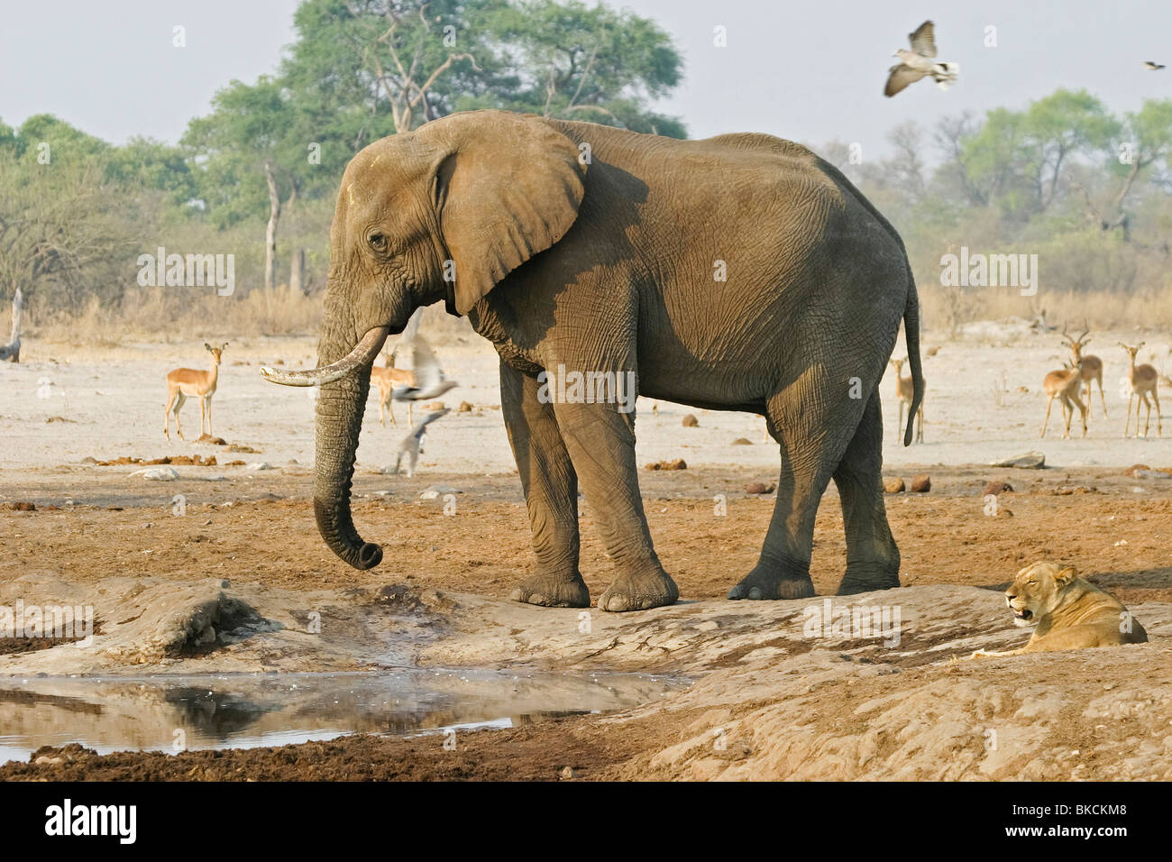 African lions and elephants hi-res stock photography and images - Alamy