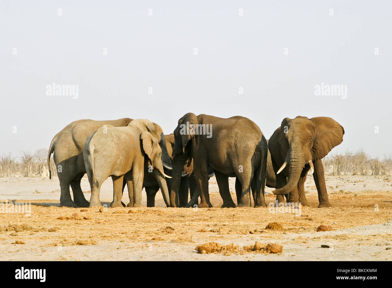 Free elephants hi-res stock photography and images - Alamy
