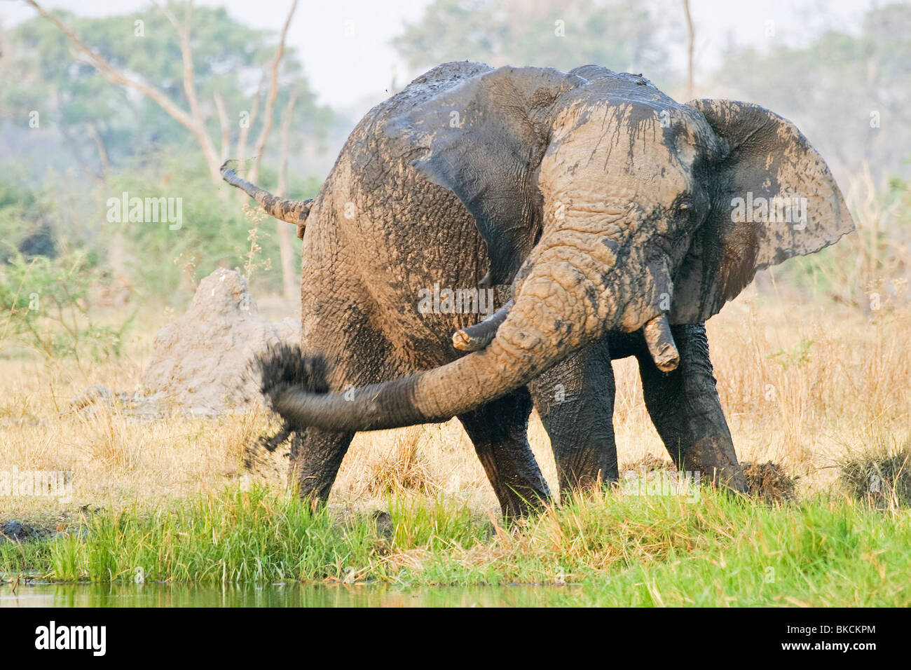Elephant body side view hi-res stock photography and images - Alamy