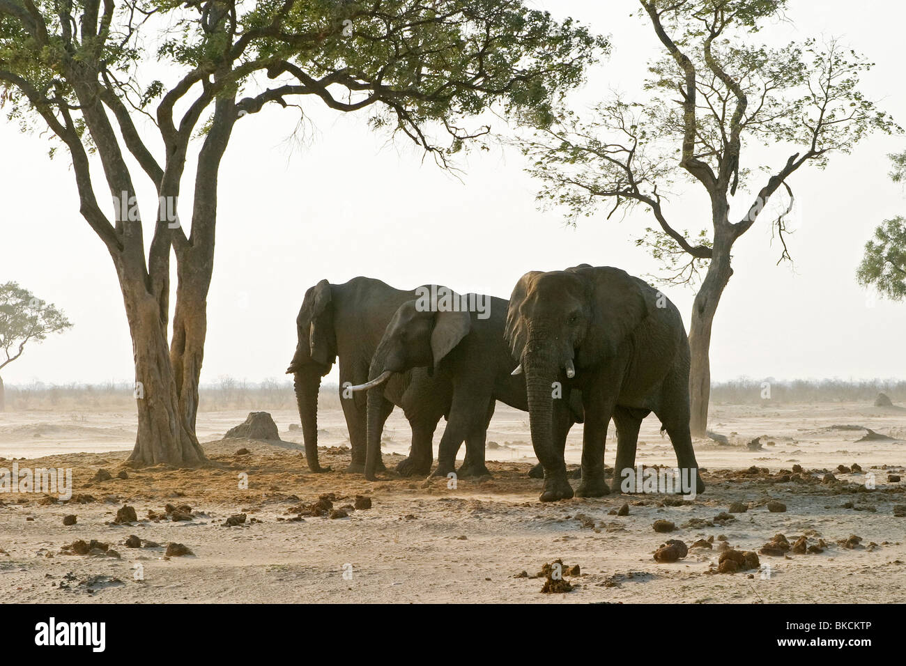 Three trunked park tree hi-res stock photography and images - Alamy