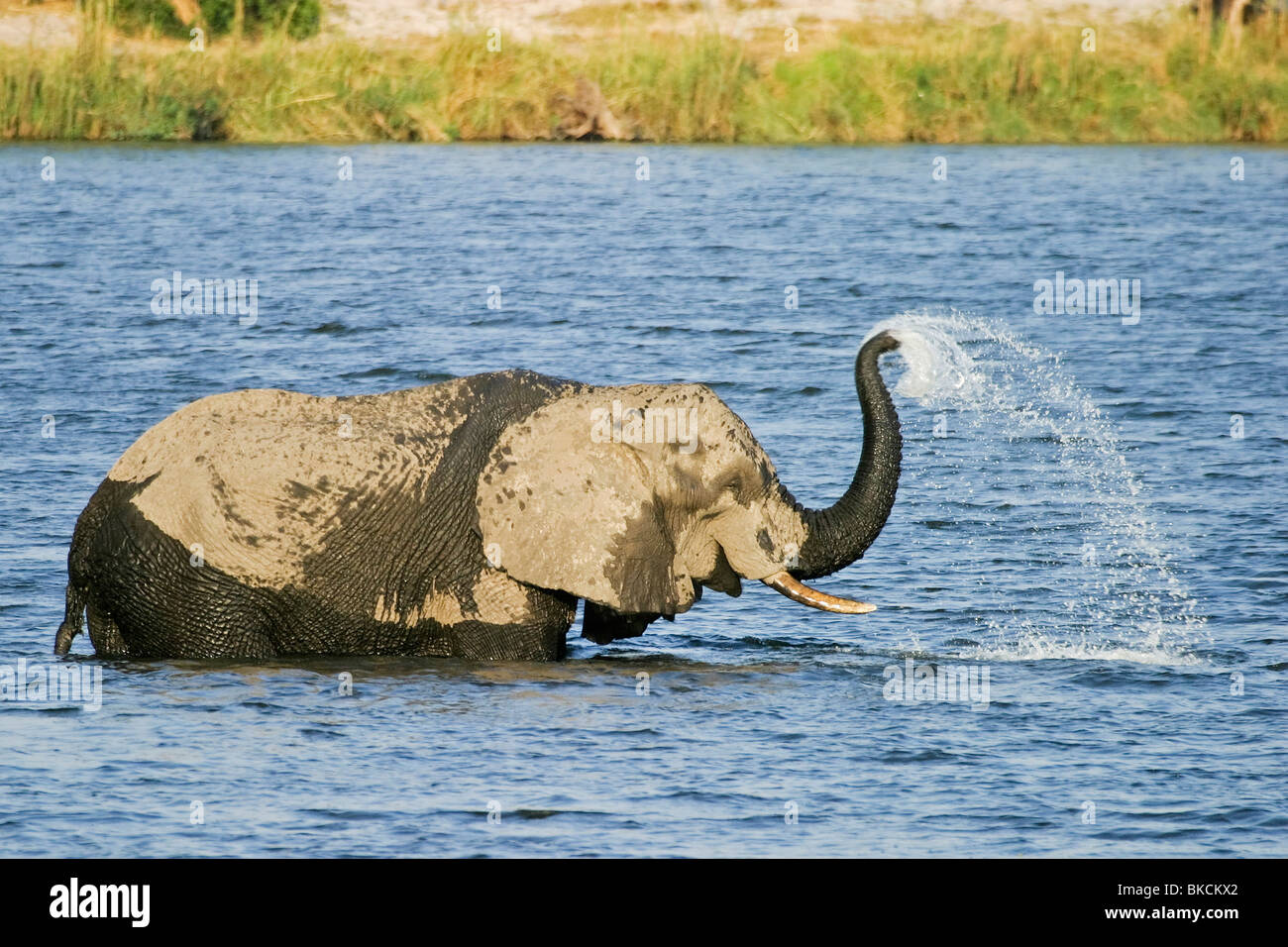 Single african elephant side view hi-res stock photography and images ...