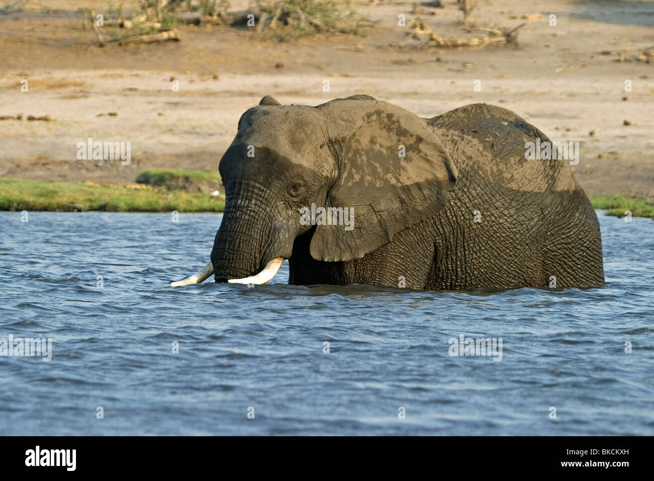 Single african elephant side view hi-res stock photography and images ...