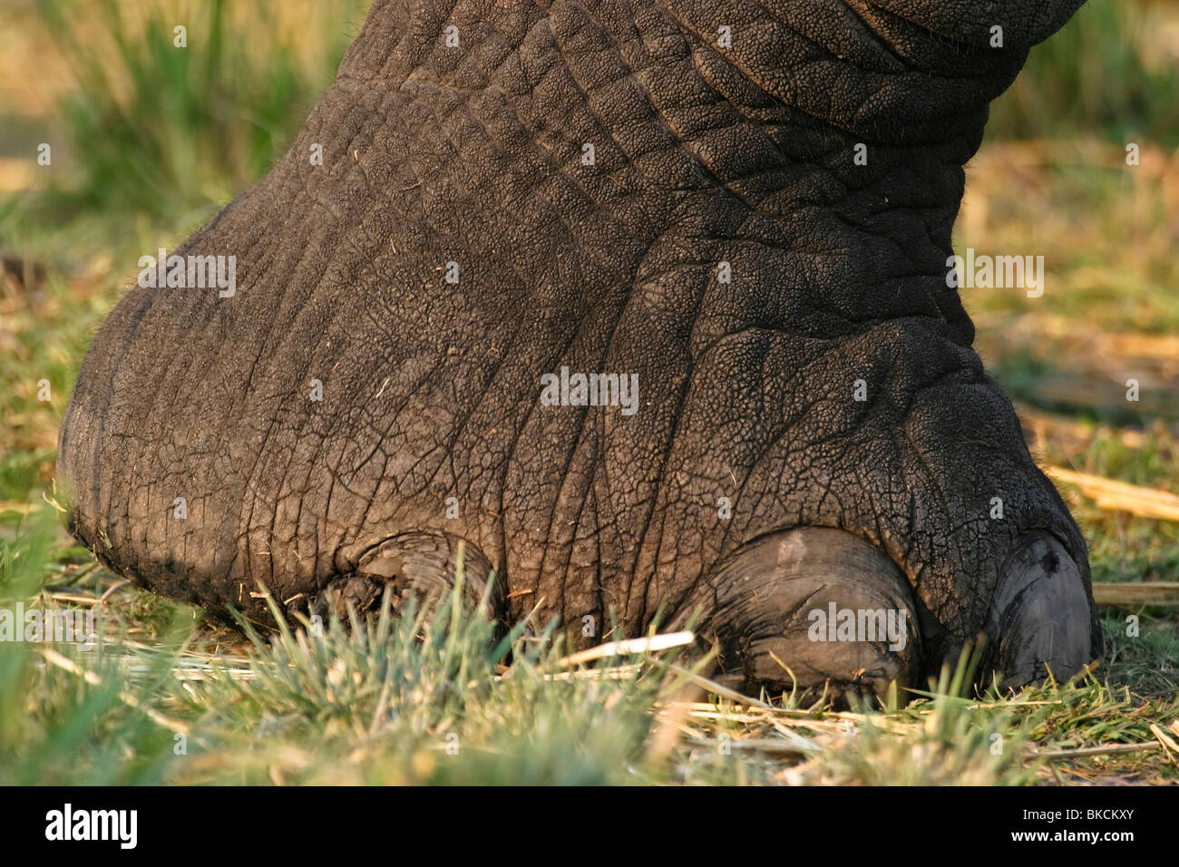 Botswana elephant feet detail foot detail hi-res stock photography and ...