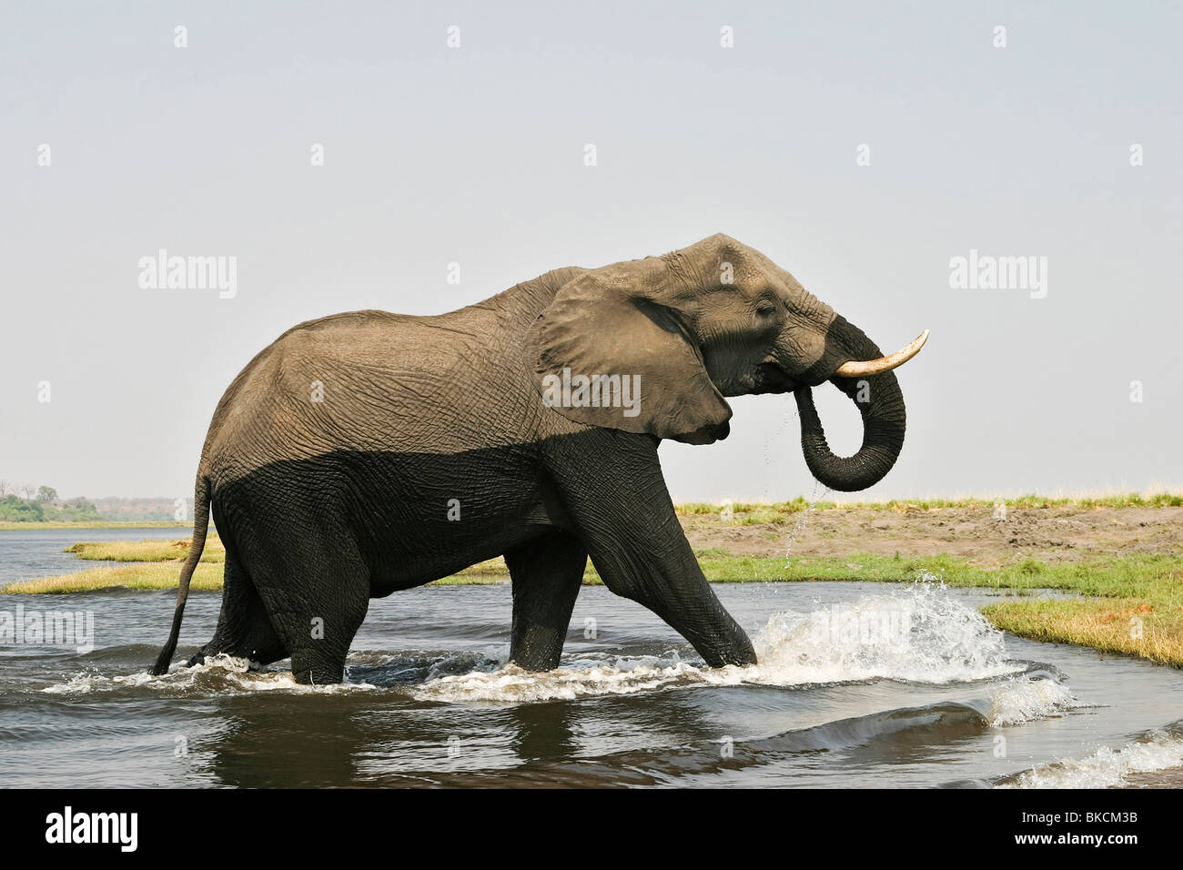 One elephant bathing drinking hi-res stock photography and images - Alamy