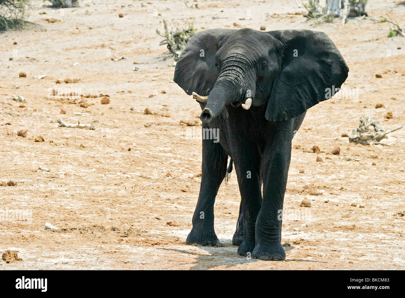 African elephant trumpeting hi-res stock photography and images - Alamy