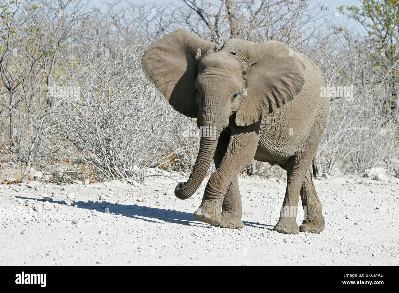 Elephant movement hi-res stock photography and images - Alamy