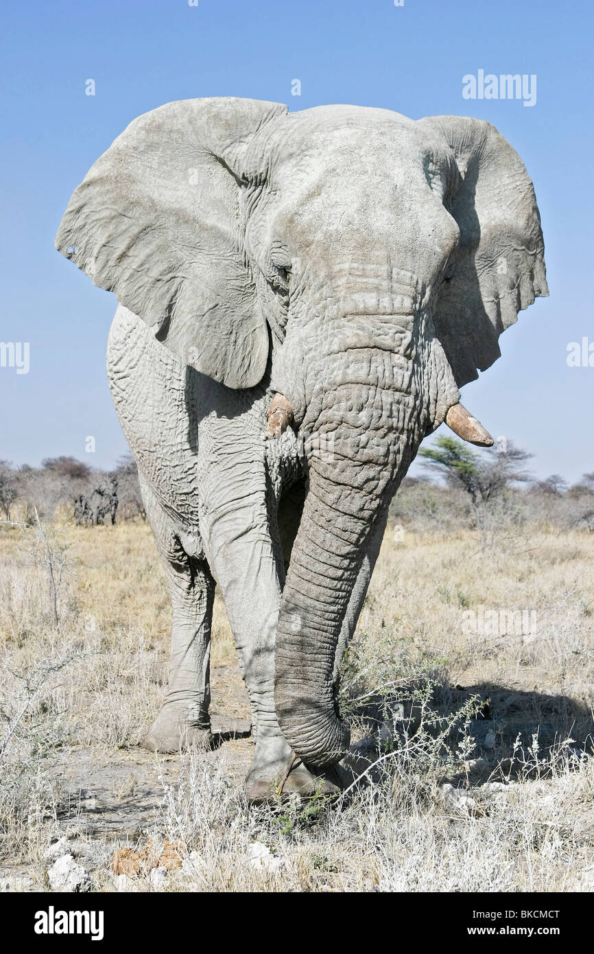 Elephant movement hi-res stock photography and images - Alamy