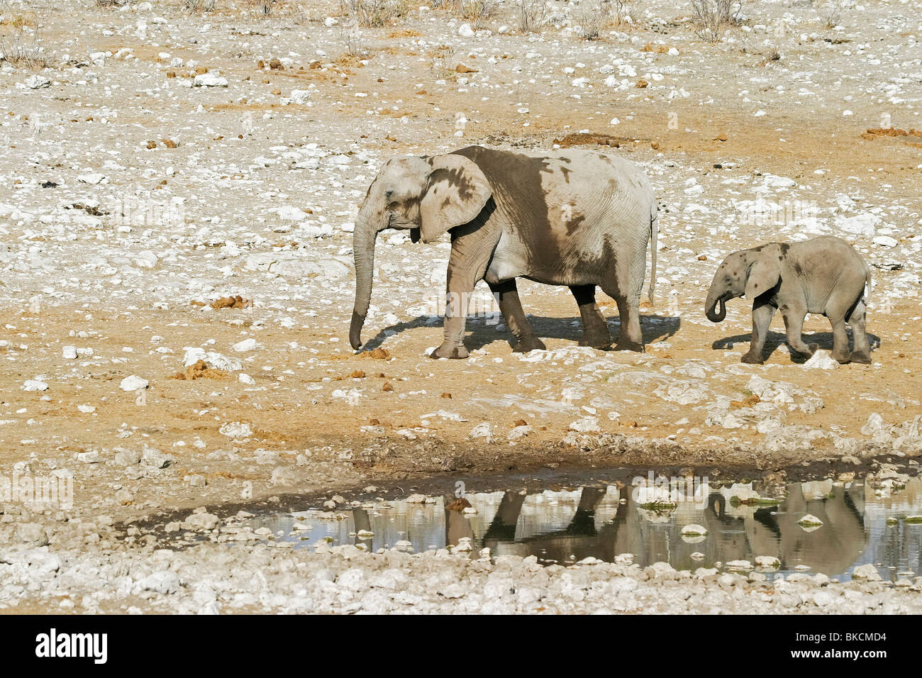 2 elephants walking hi-res stock photography and images - Alamy