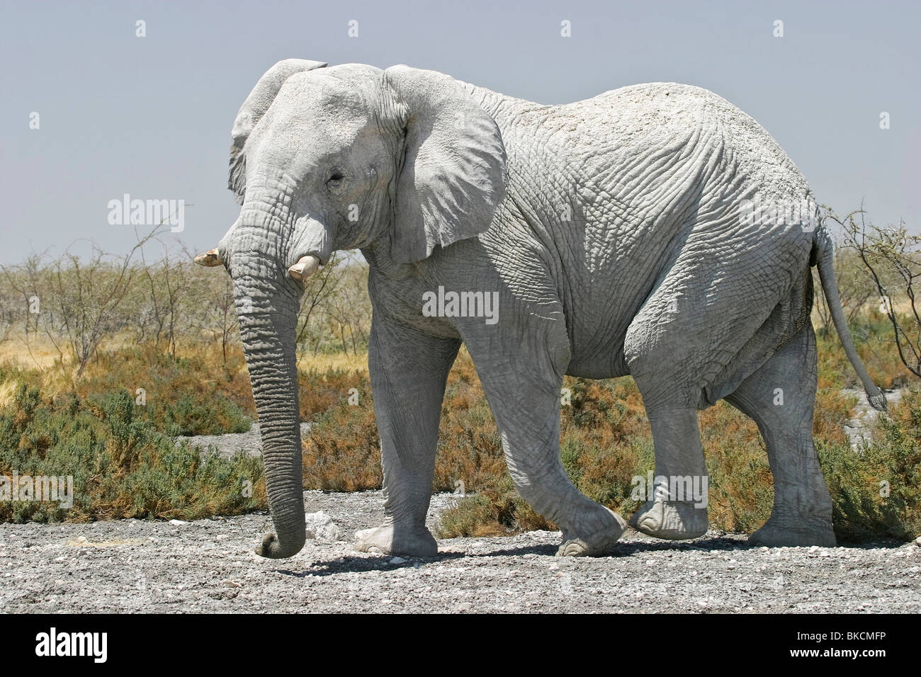 Elephant movement hi-res stock photography and images - Alamy