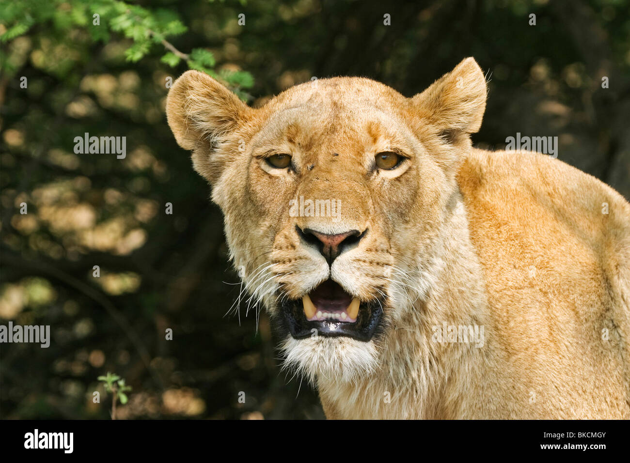 Lioness heads hi-res stock photography and images - Alamy