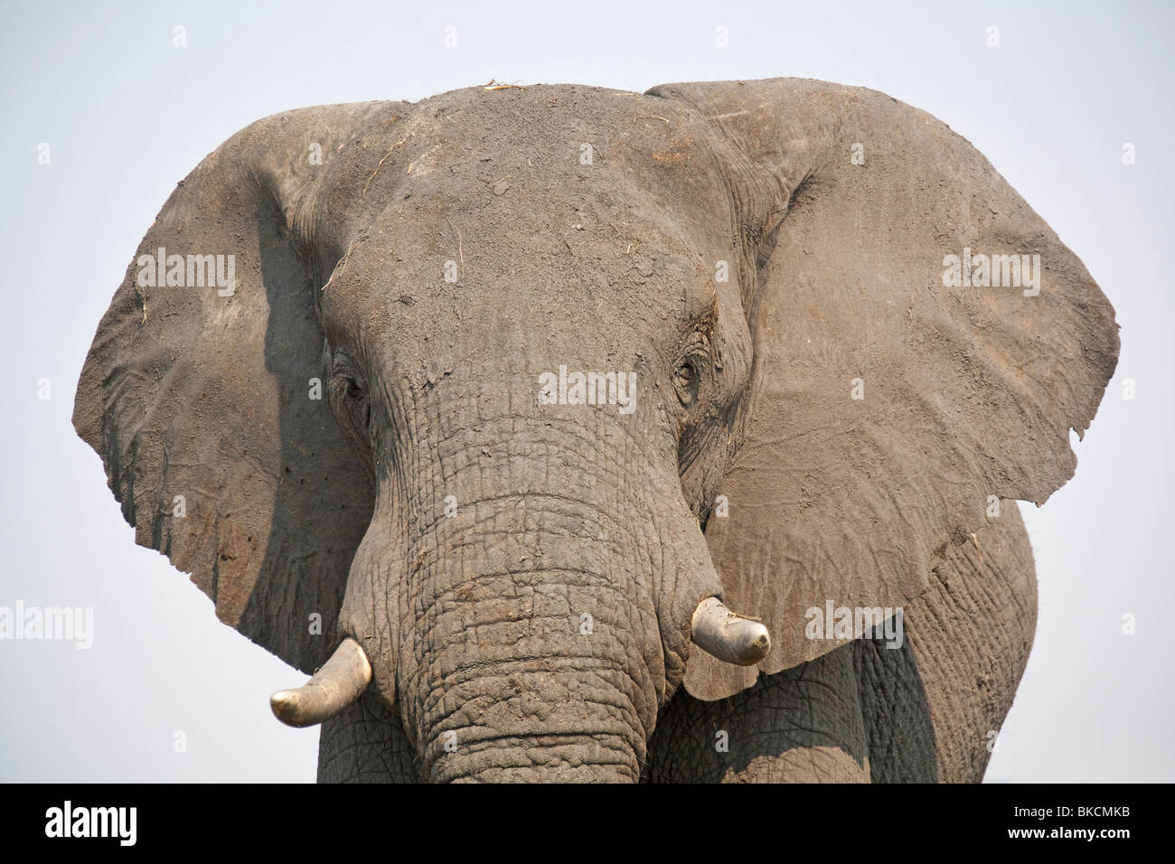 Free elephant hi-res stock photography and images - Alamy