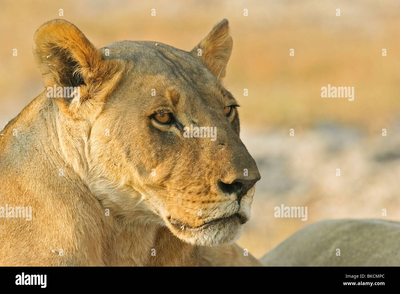 Lionesses head hi-res stock photography and images - Alamy