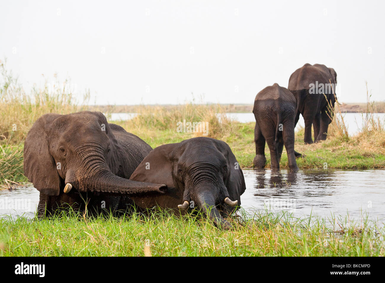Four elephants hi-res stock photography and images - Alamy