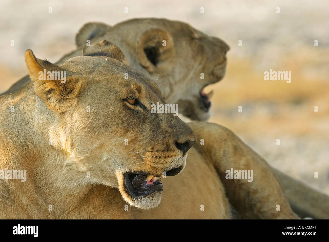 Two lions heads hi-res stock photography and images - Alamy