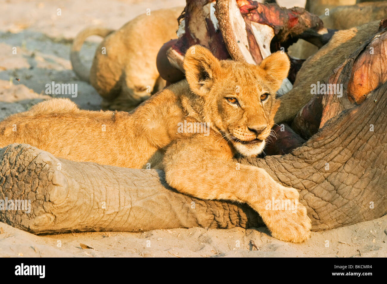 young lion with prey Stock Photo - Alamy