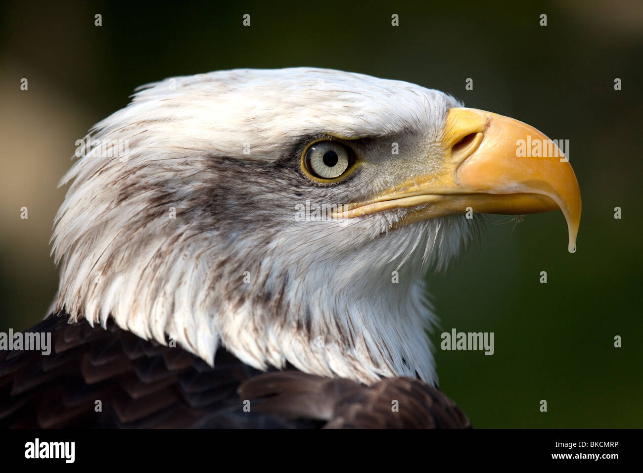 Profile view of a Canadian Bald Eagle Stock Photo - Alamy