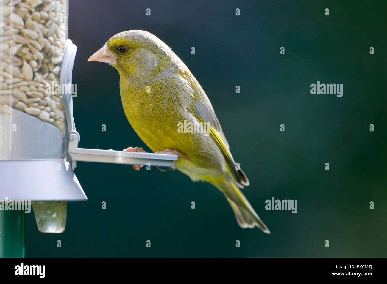 Greenfinch Carduelis chloris, feeding from a seed feeder. UK, spring ...