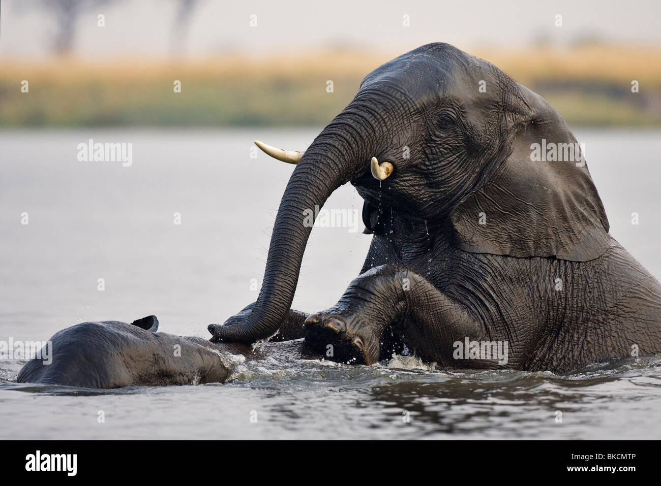 pairing African Elephants Stock Photo - Alamy