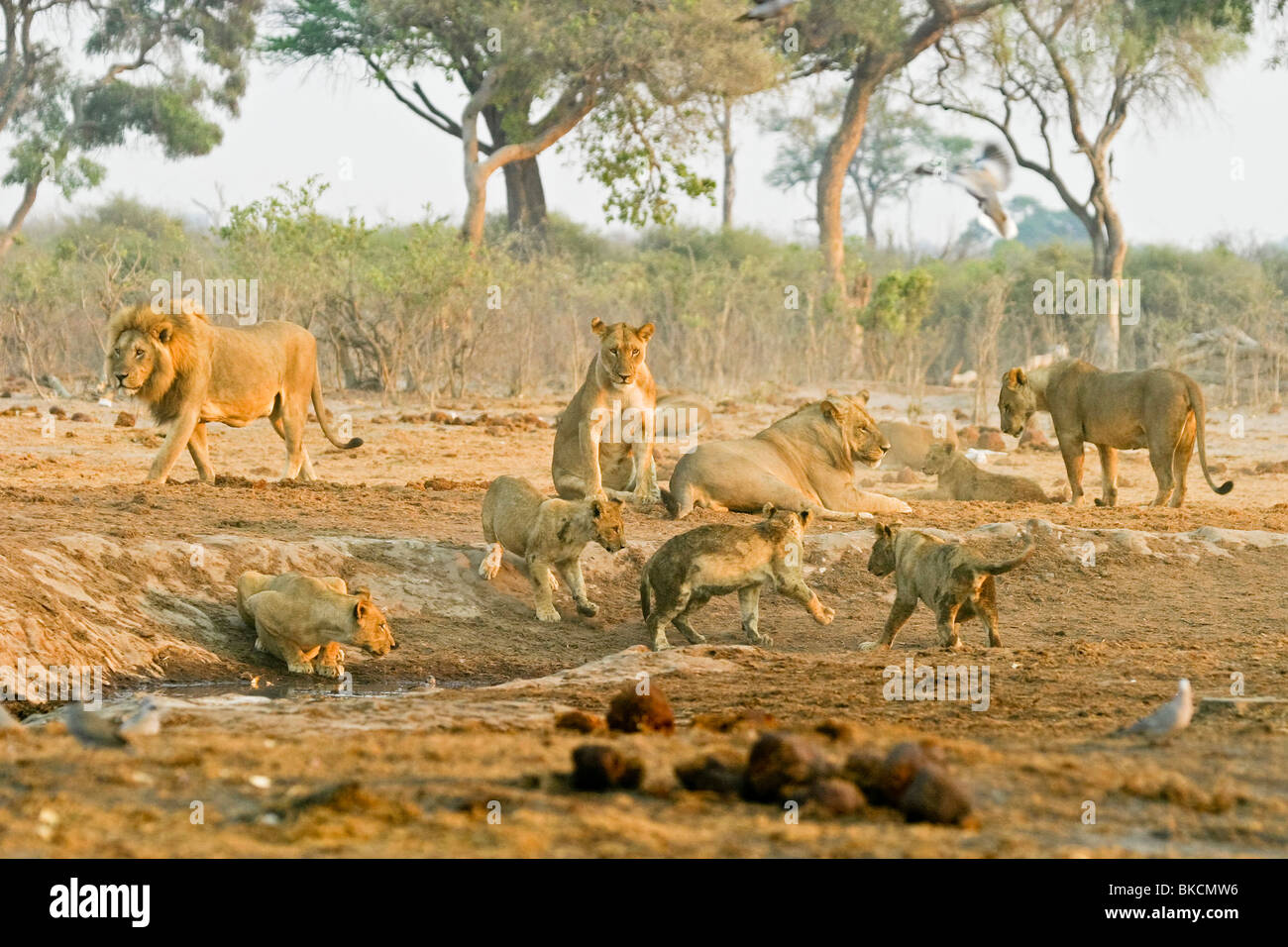 Group of lioness hi-res stock photography and images - Alamy