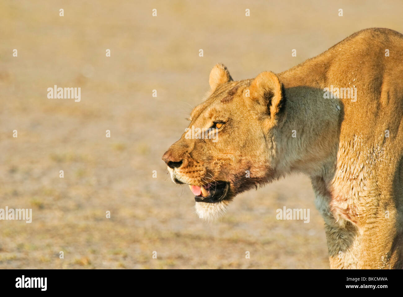 Lioness heads hi-res stock photography and images - Alamy