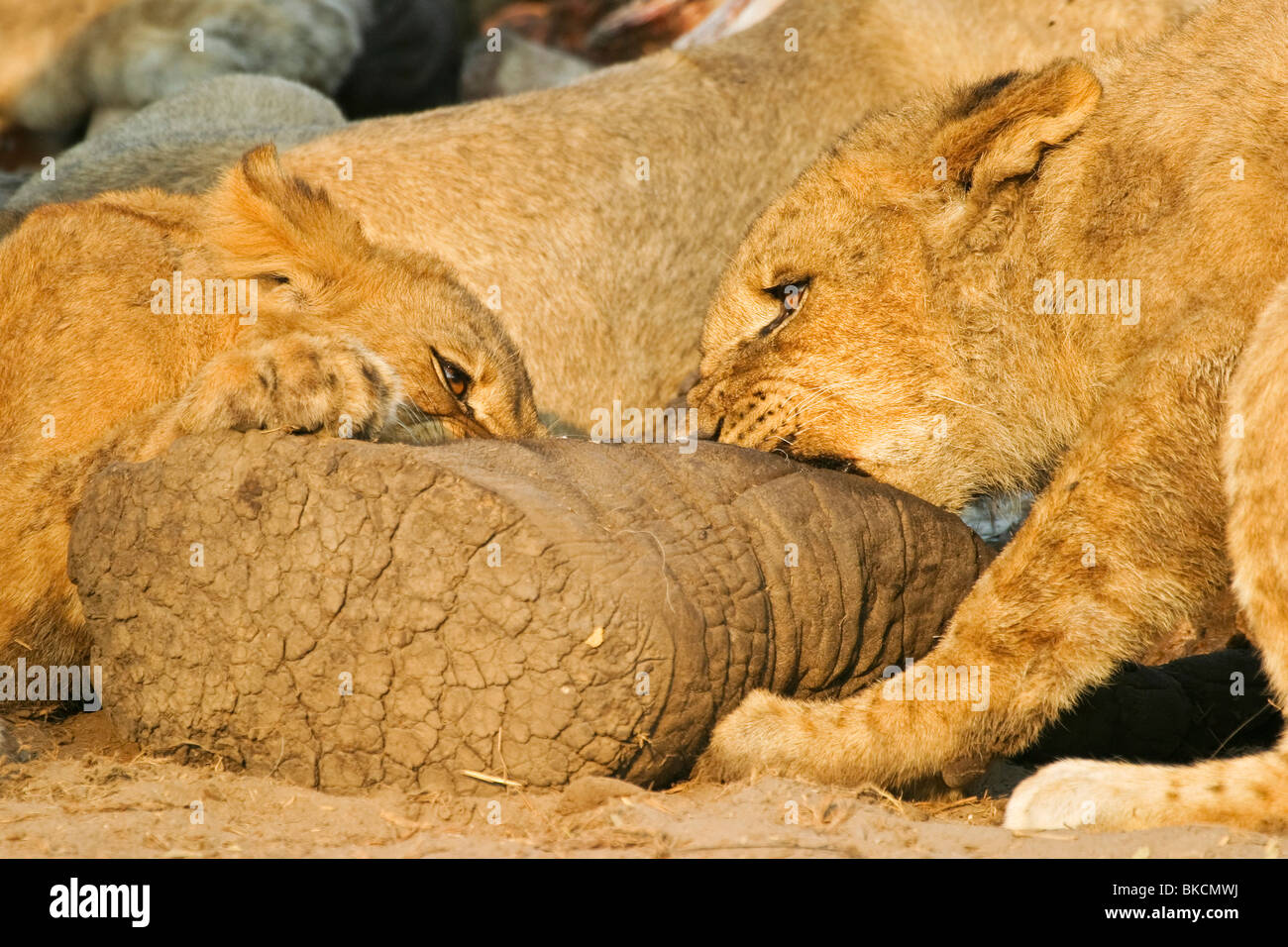 African lions and elephants hi-res stock photography and images - Alamy