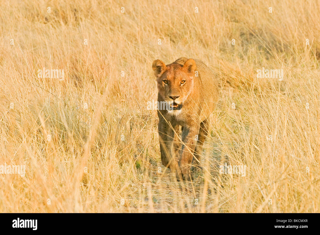 Go lionesses hi-res stock photography and images - Alamy