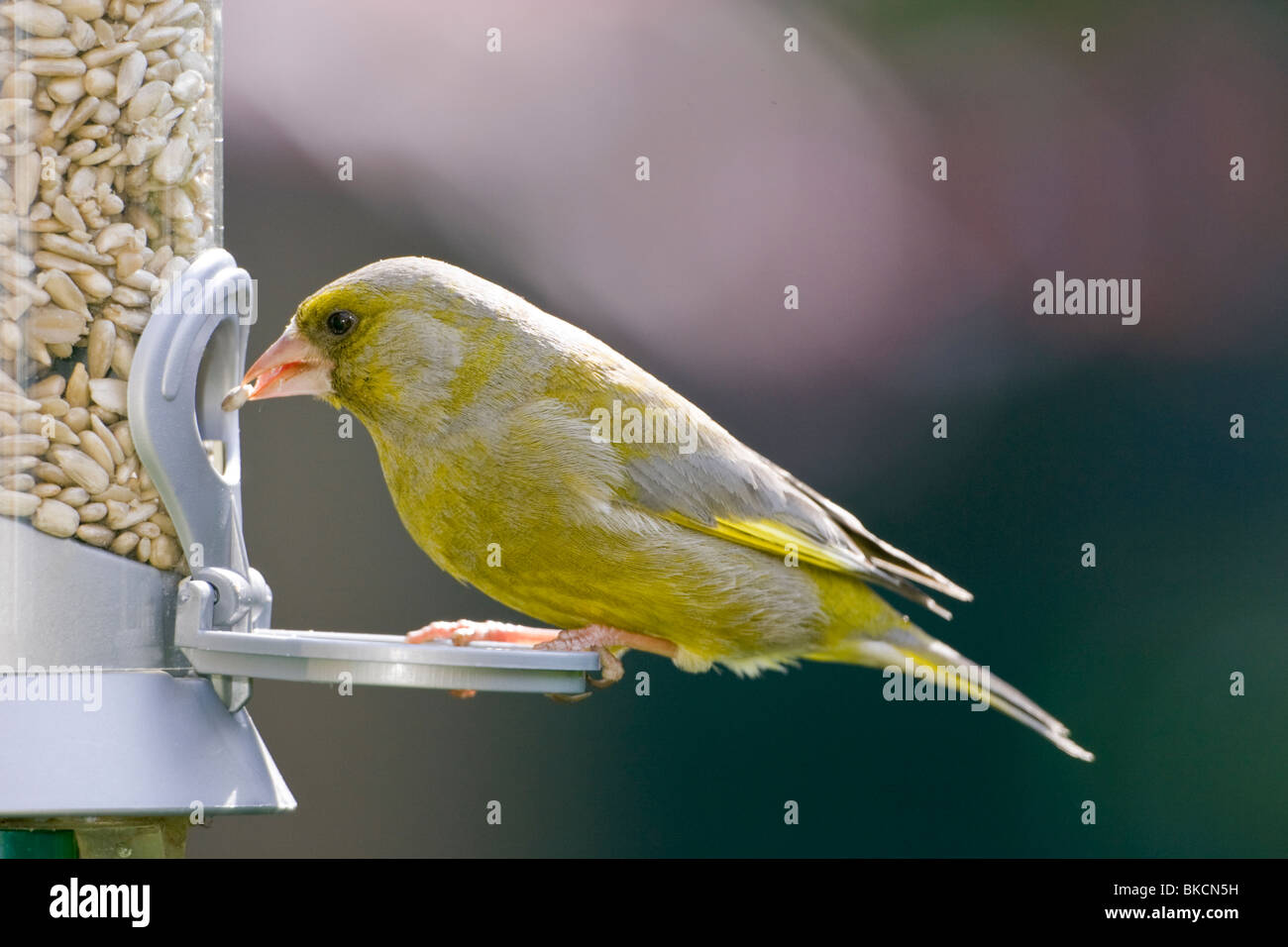 Greenfinch Carduelis chloris, feeding from a seed feeder Stock Photo ...