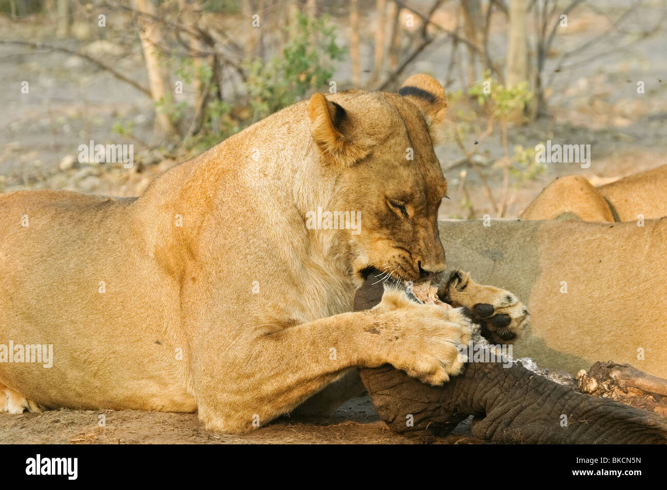 African lion lioness laying hi-res stock photography and images - Alamy
